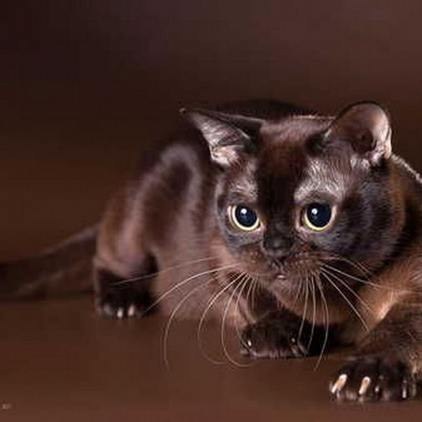Американская бурманская кошка