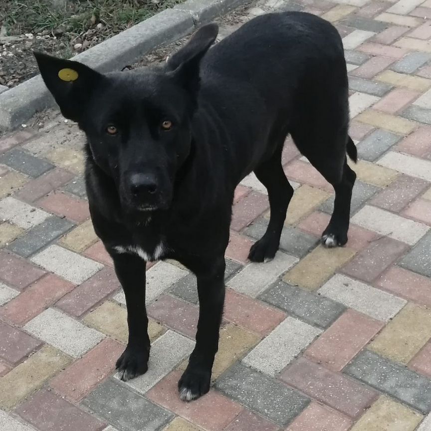 Пират ищет дом