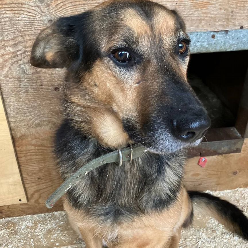 Доброе сердце Тима