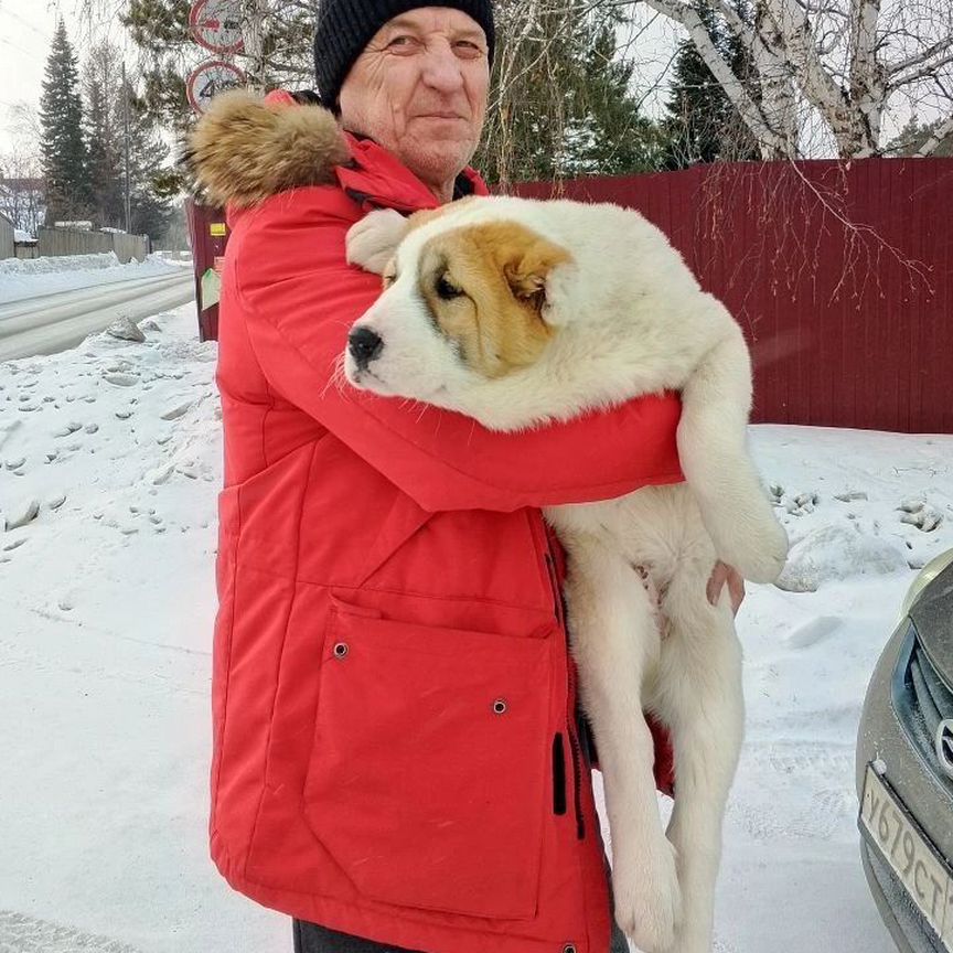 Среднеазиатская овчарка, щенок