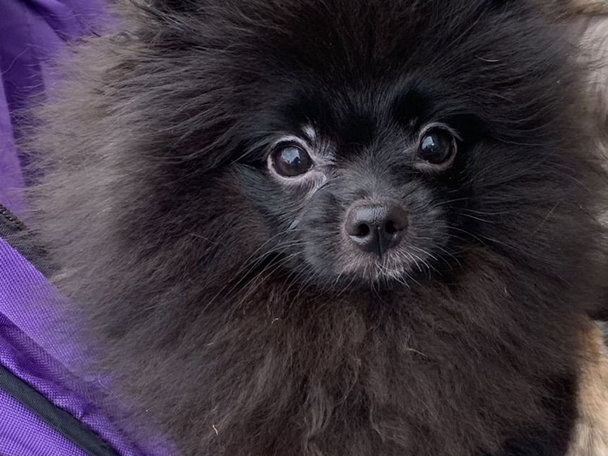 Померанский шпиц (щенок)