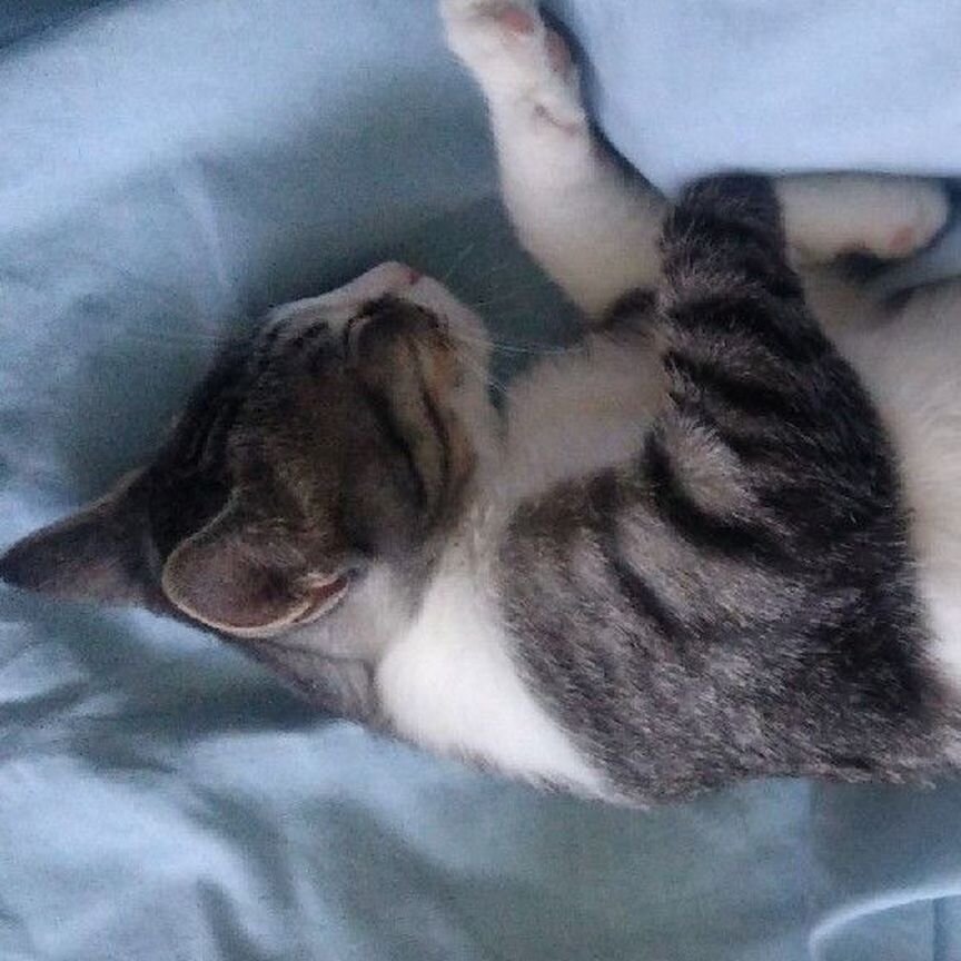 Котенок Рокотов в добрые руки