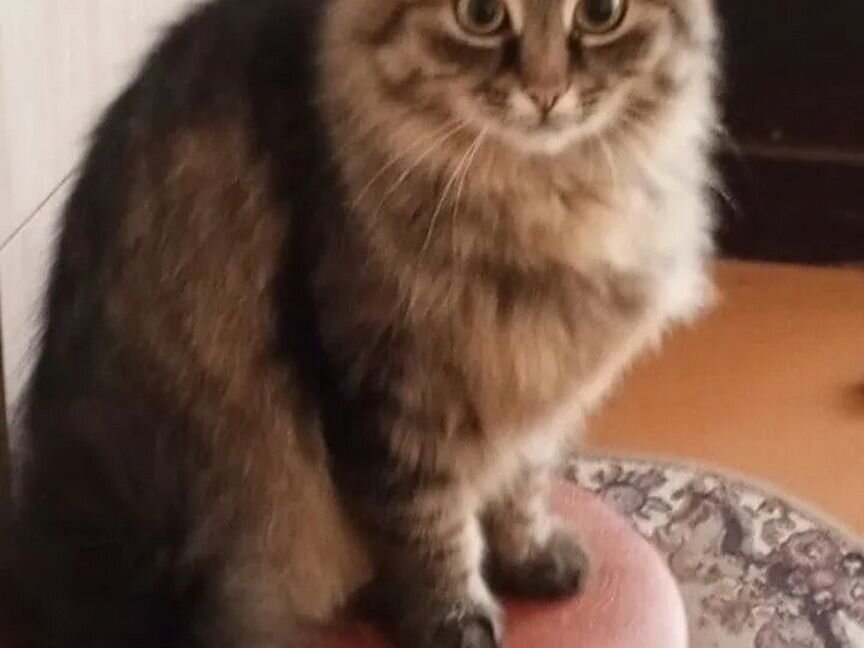 Кошечки в беде