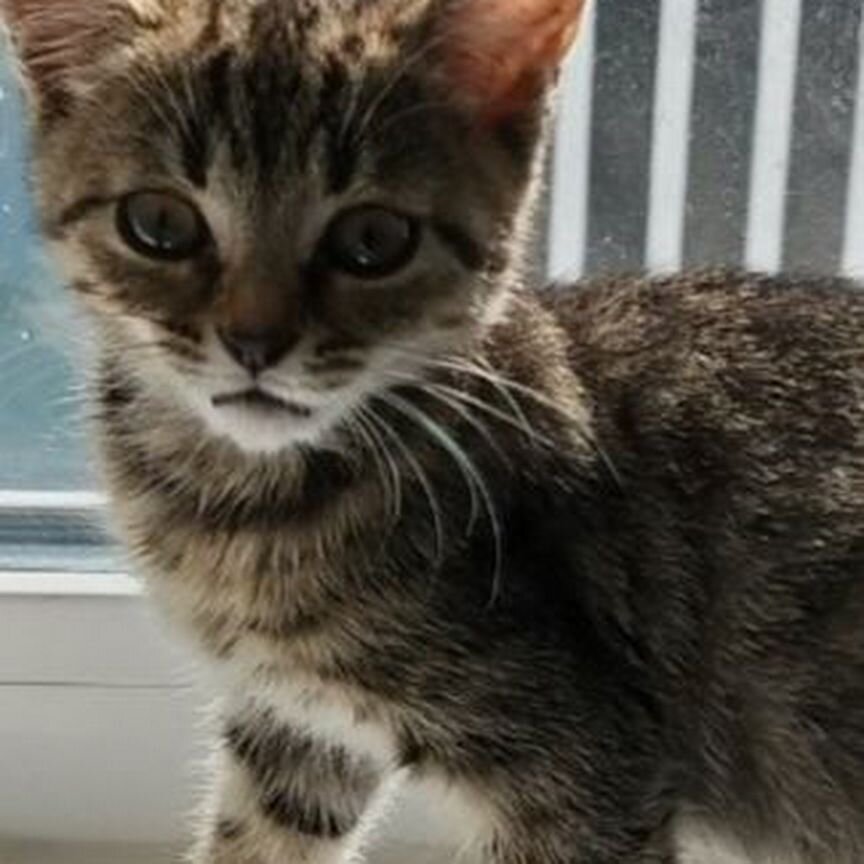 Котенок девочка