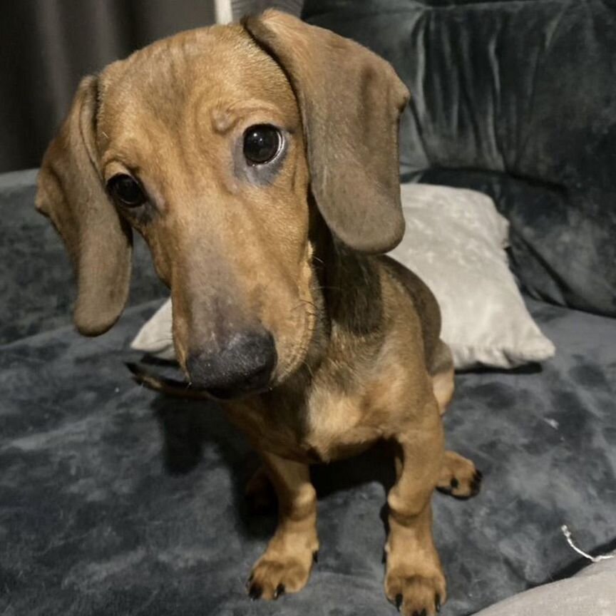 Такса, щенок