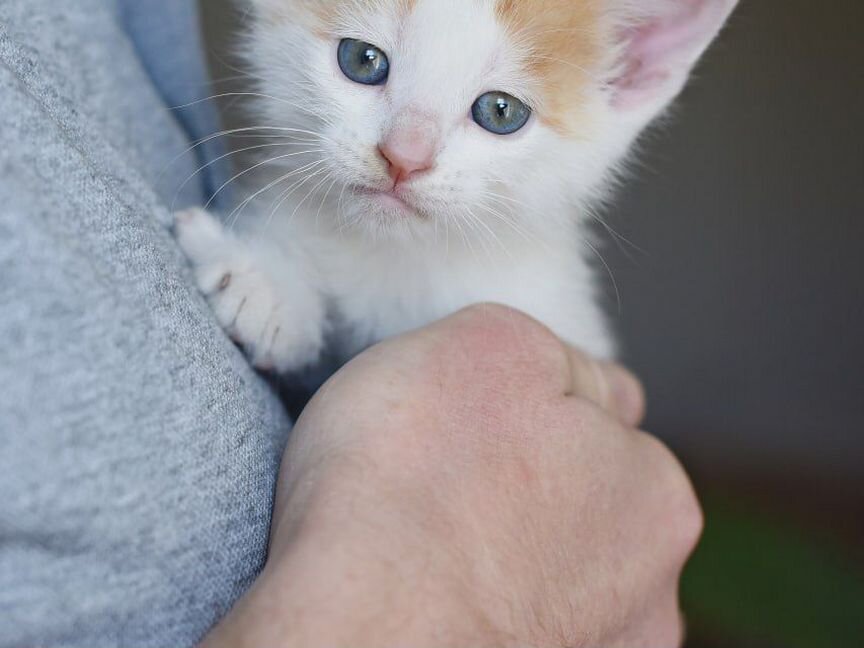 Бело рыжий котенок мальчик 1 мес