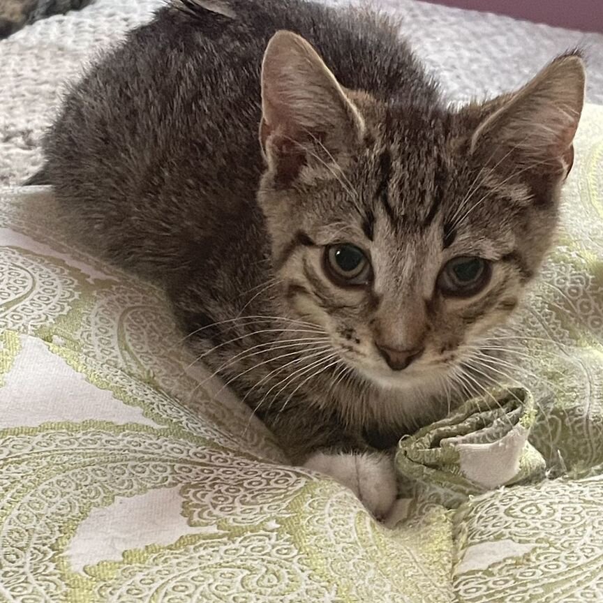 Хороший полосатый котенок в добрые руки