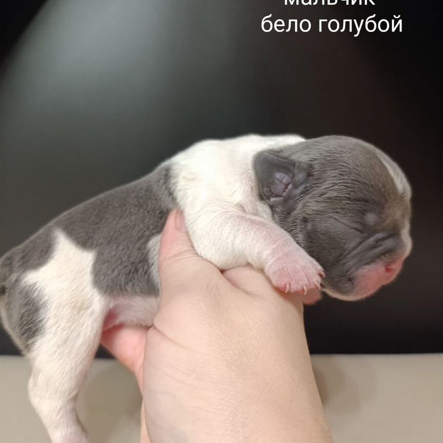 Французский бульдог