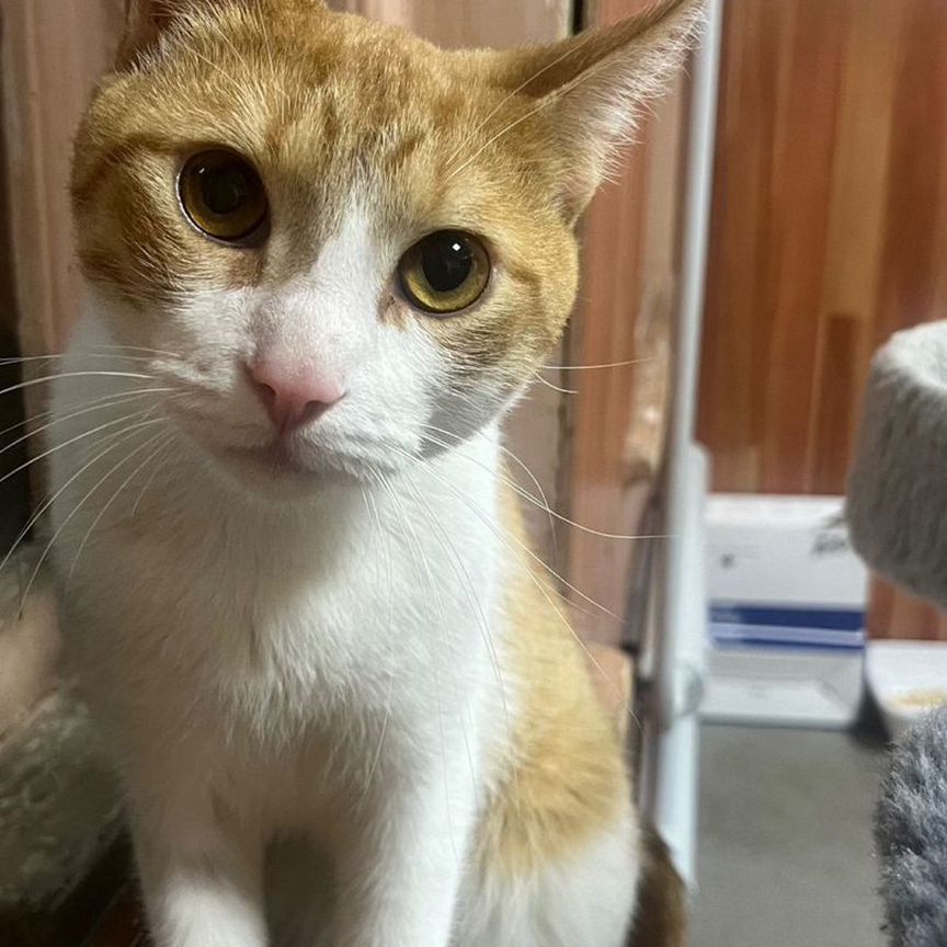 Тишка 8 месяцев