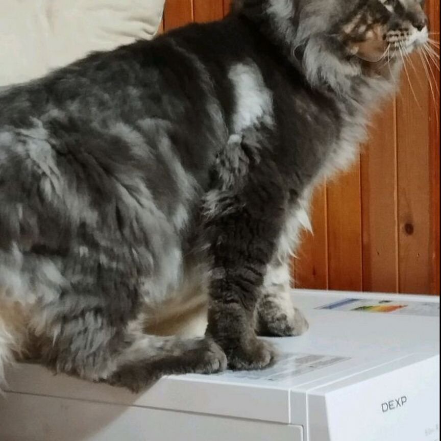 Мейн-кун вязка