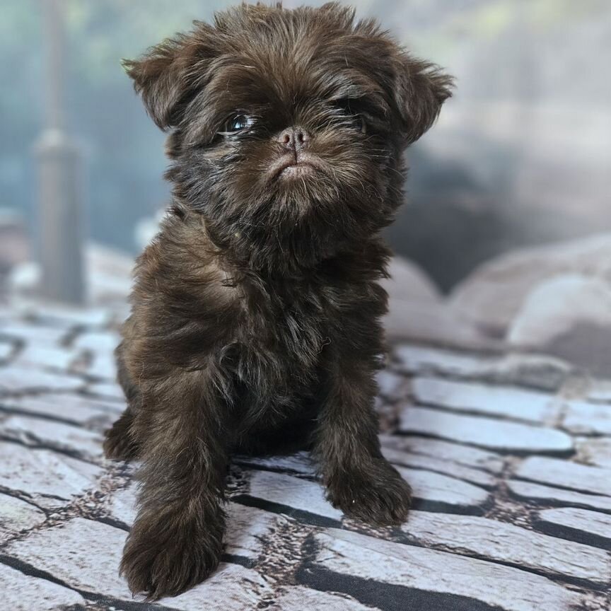 Бельгийский шоколадном гриффон