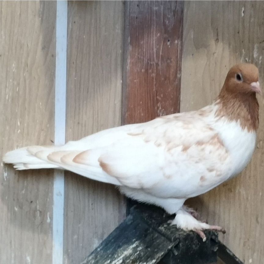 Бойные голуби