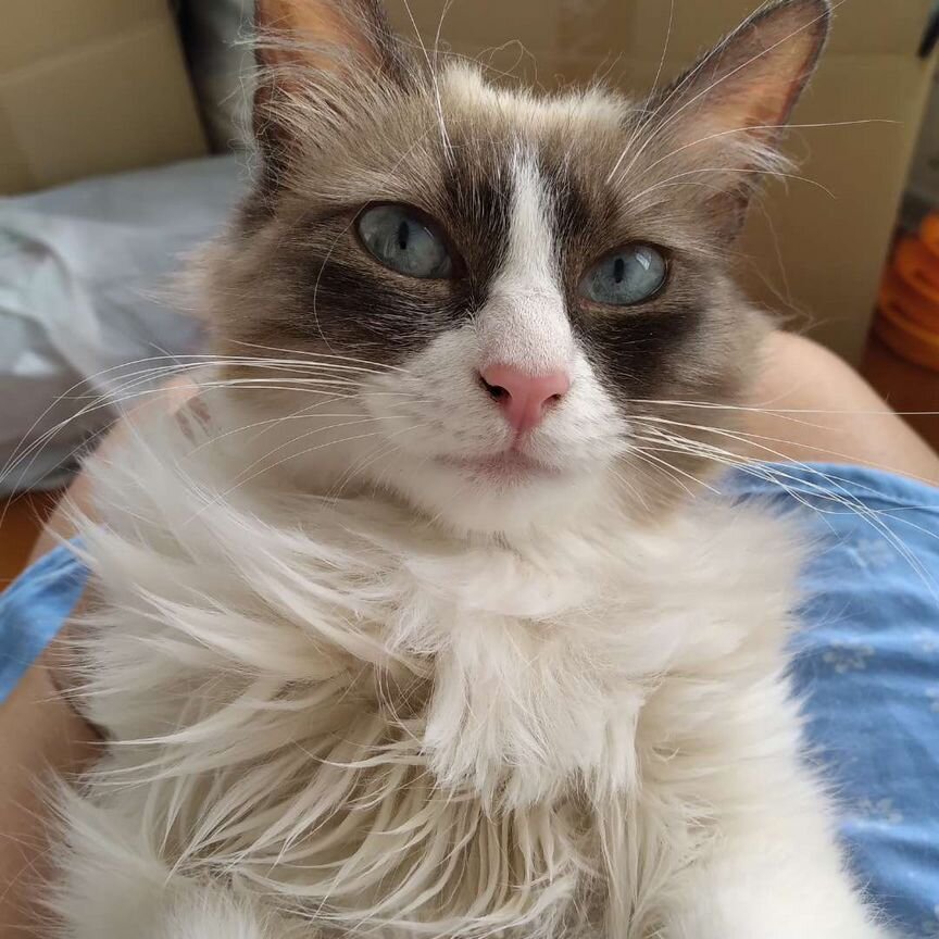 Кошечка порода Рэгдолл