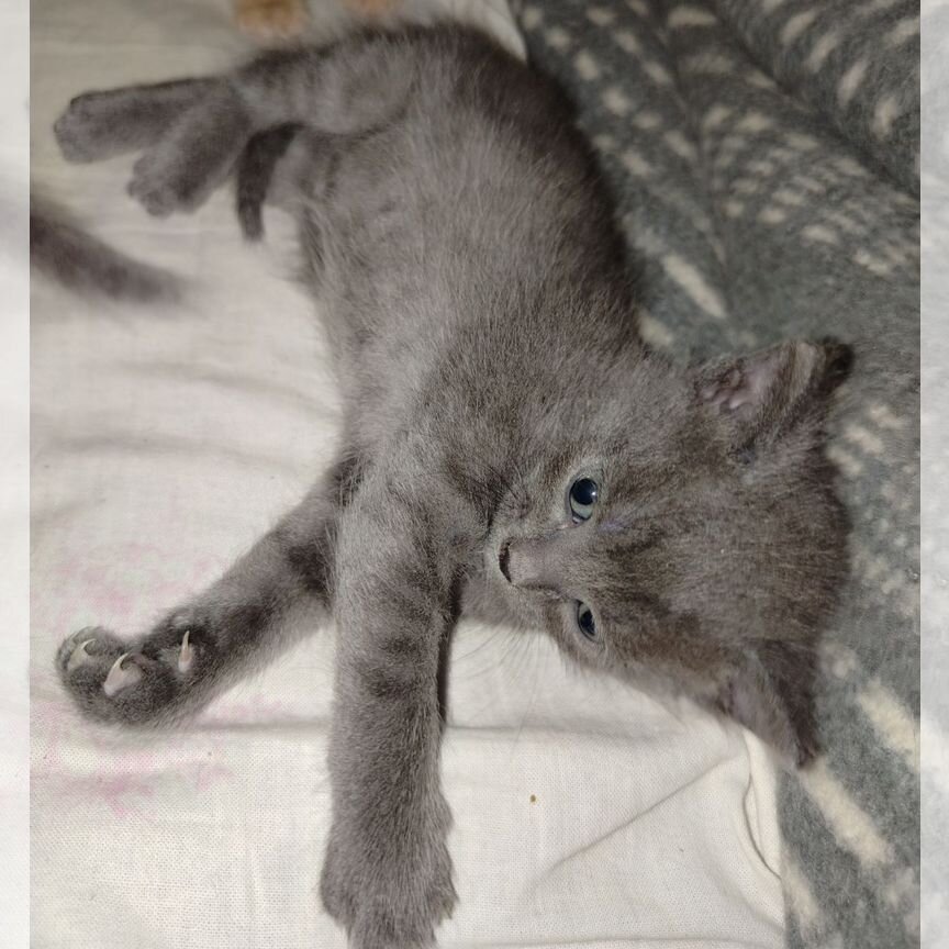 Котёнок в добрые руки