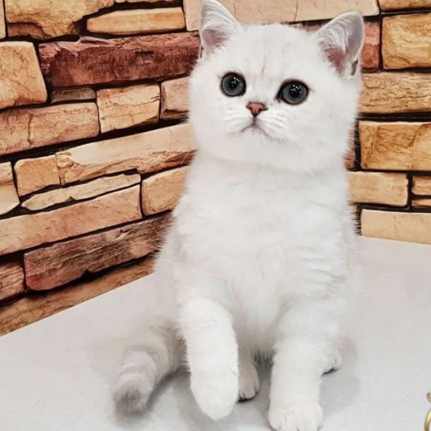 Шотландская