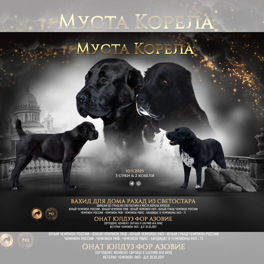 Среднеазиатская овчарка, щенок