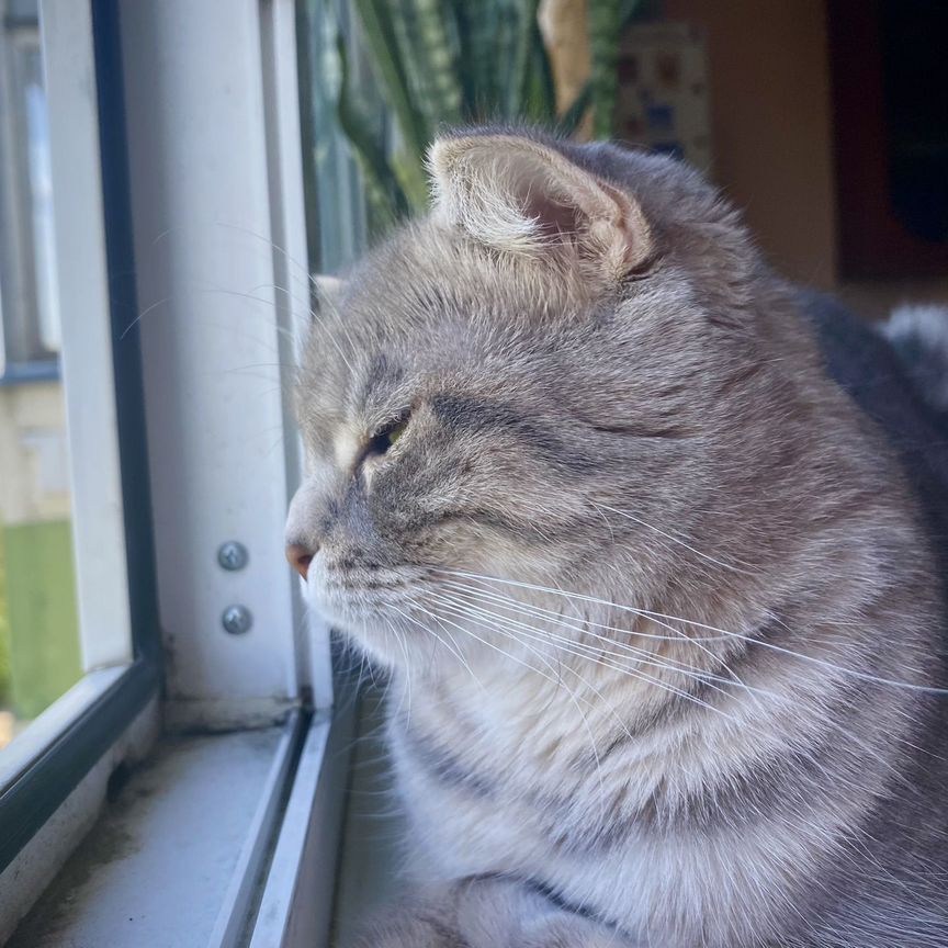 Кошка ищет партнера для вязки