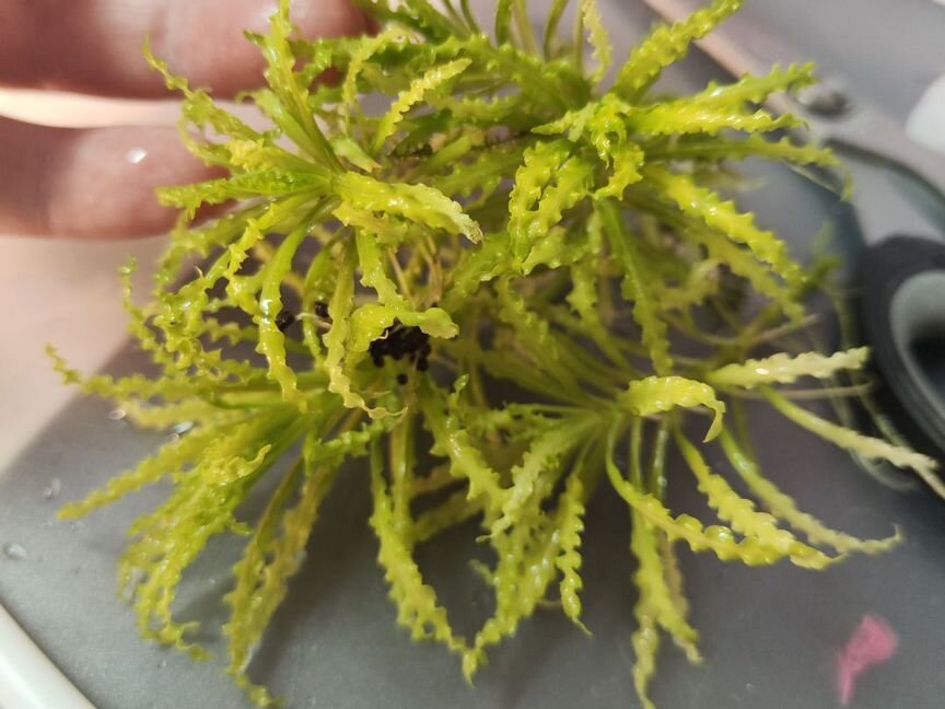 Погостемон хелфера