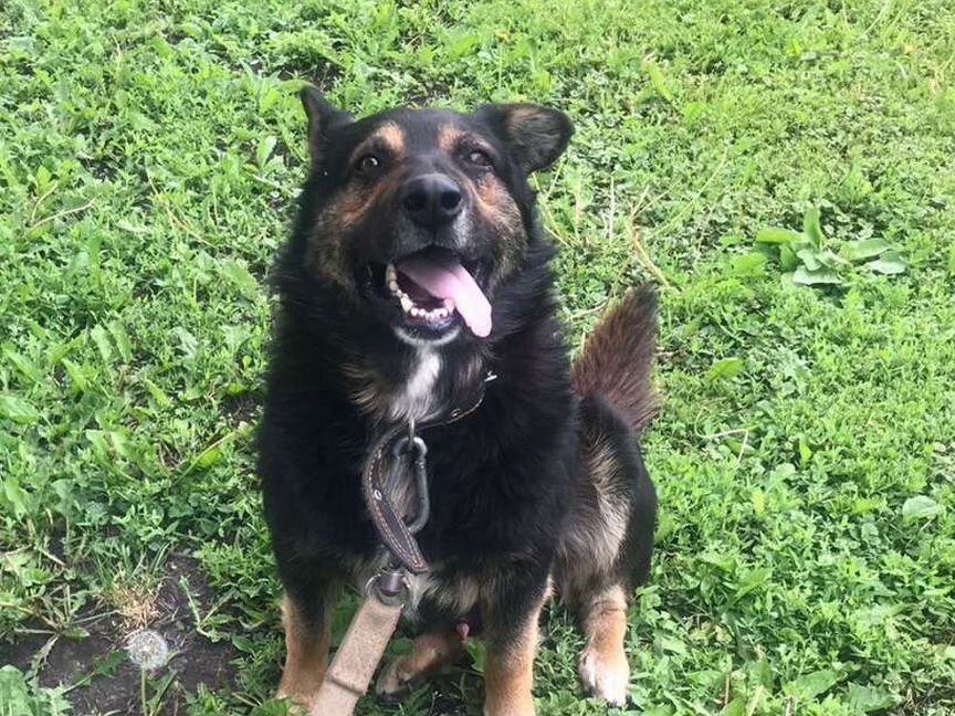 Собака в добрые руки