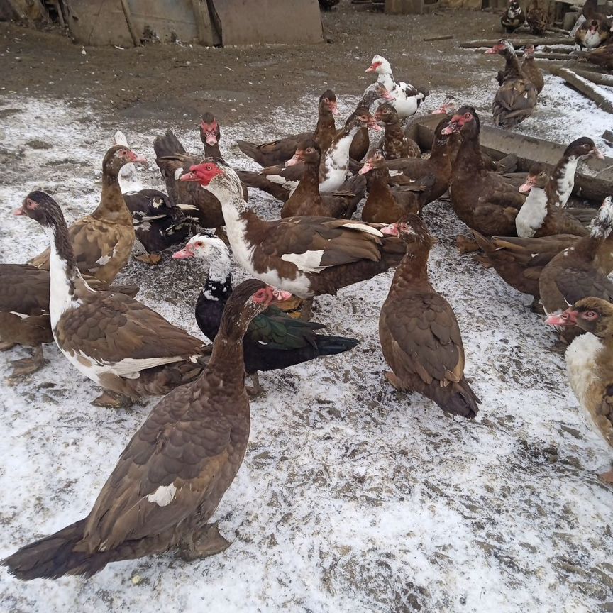 Утки мускусные и дикие