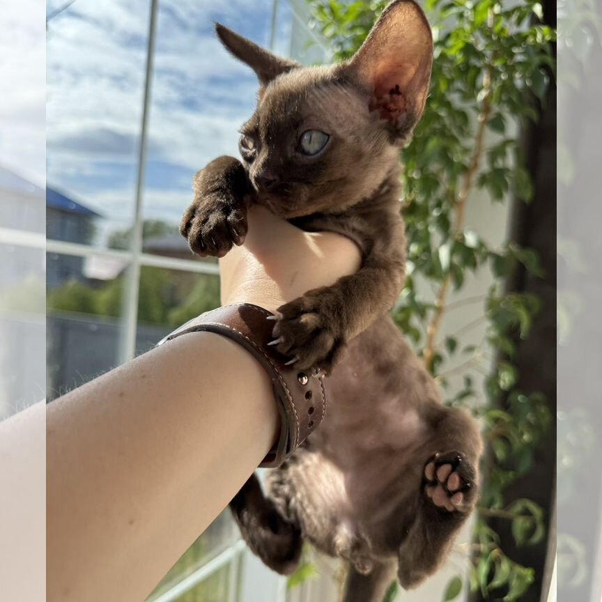 Девон-рекс котёнок