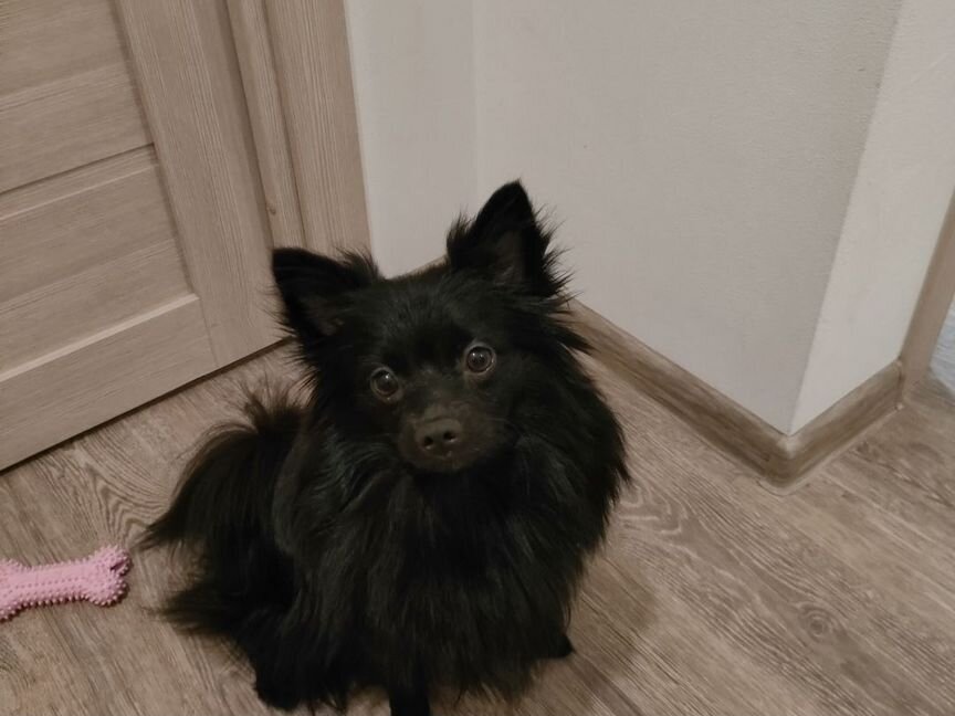 Немецкий шпиц девочка 10 мес