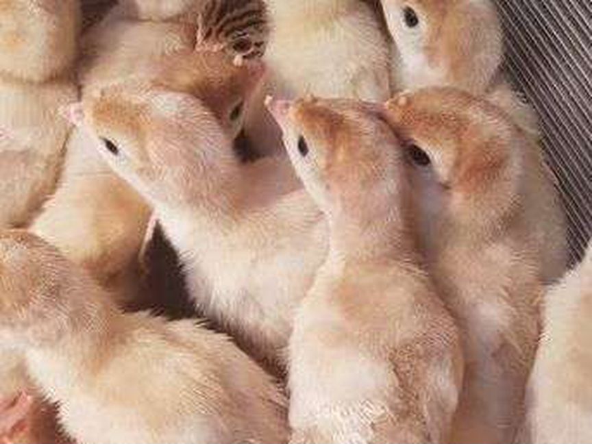 Индюшата 5 дневные