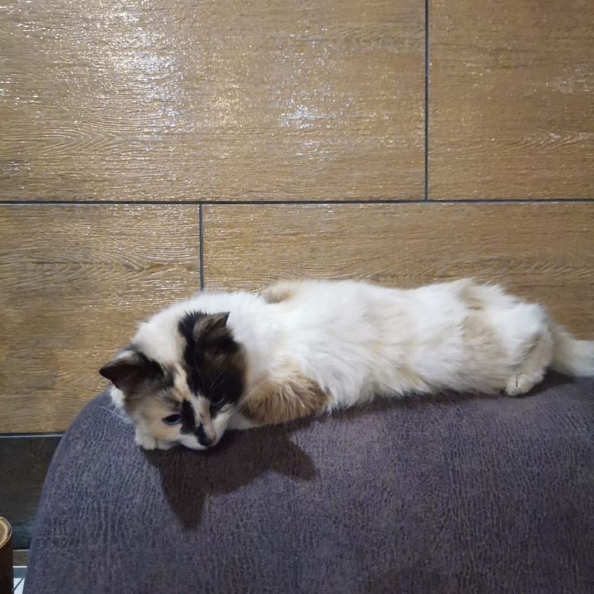 Кошечк