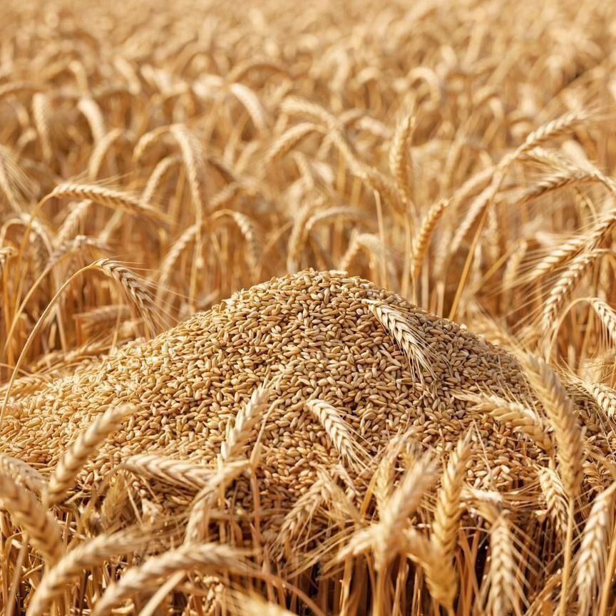 Зерно пшеница