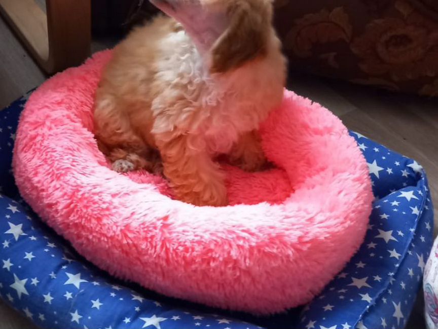 Той-пудель девочка абрикос