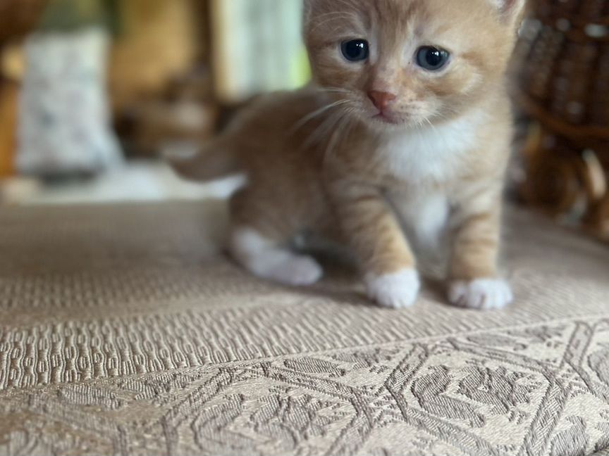 Рыжий котенок мальчик