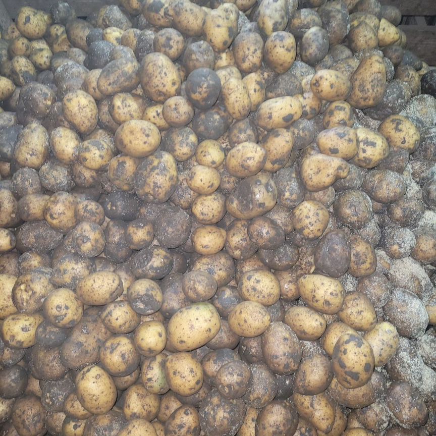 Картофель