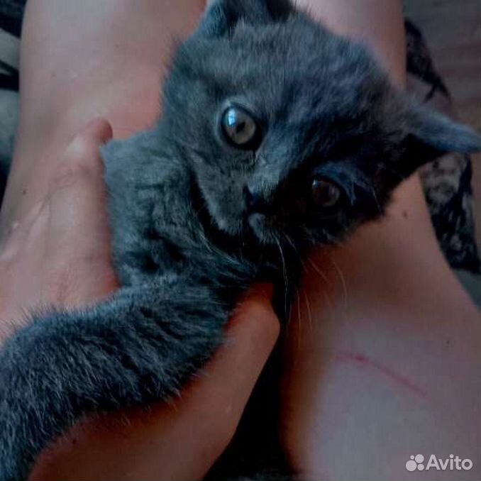 Шотланский котенок девочка