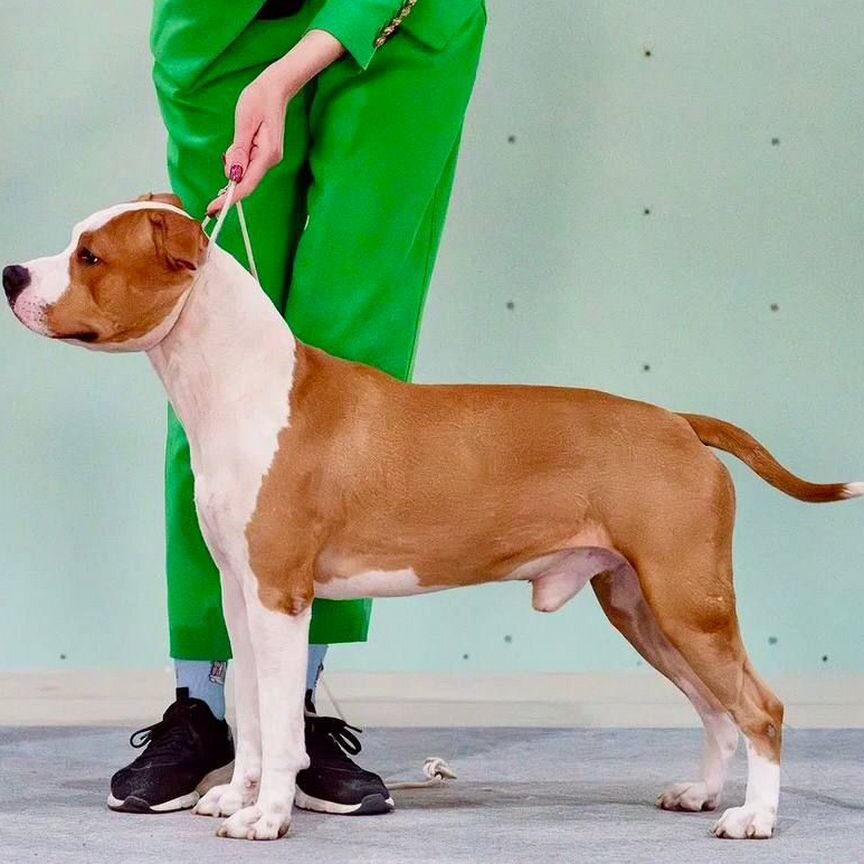 Американский стаффордширский терьер, взрослая собака