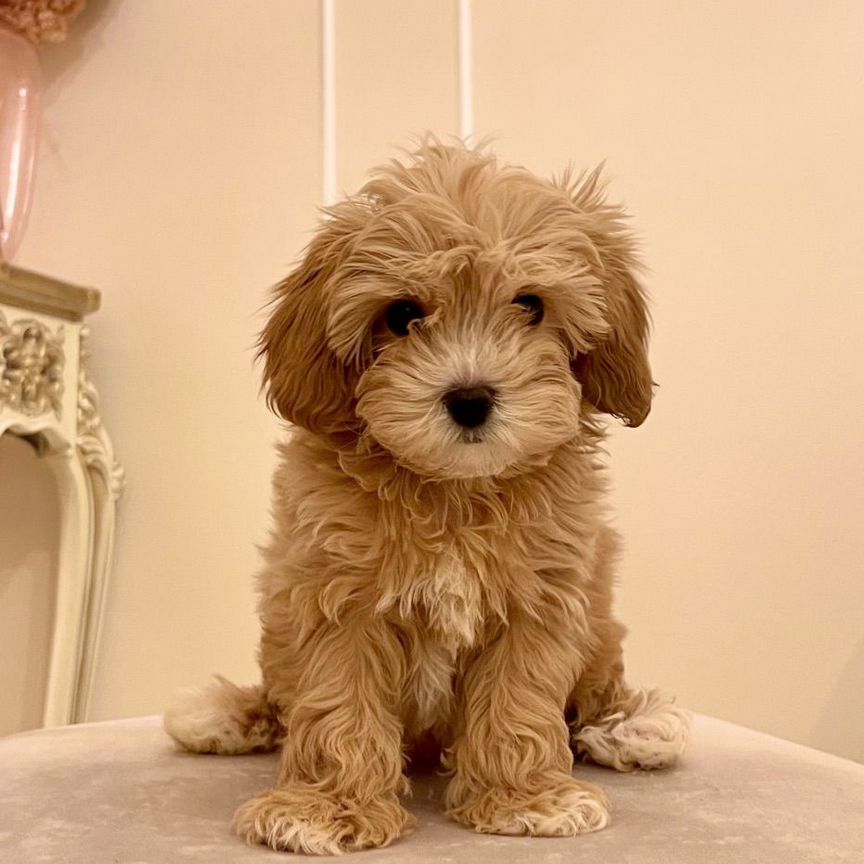 Мальтипу, щенок