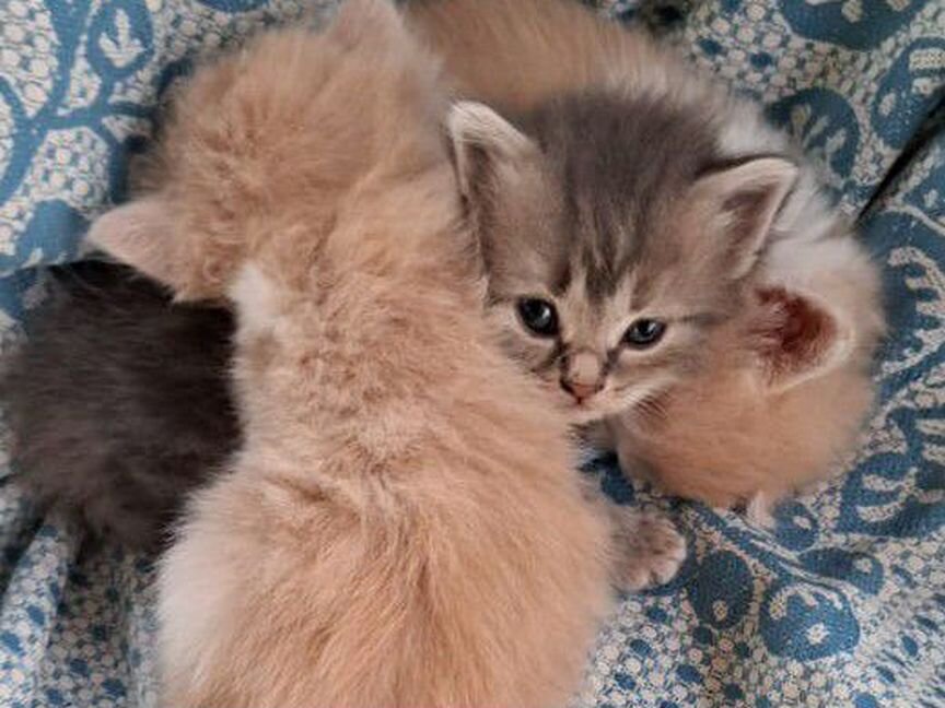 Котята. Мать крысоловка