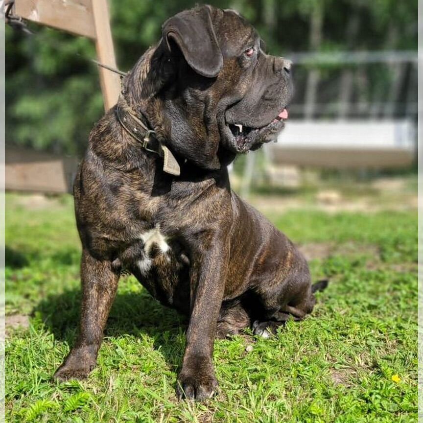 Бульмастиф кобель в любящие руки