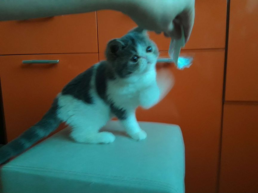 Экзотический биколорчик