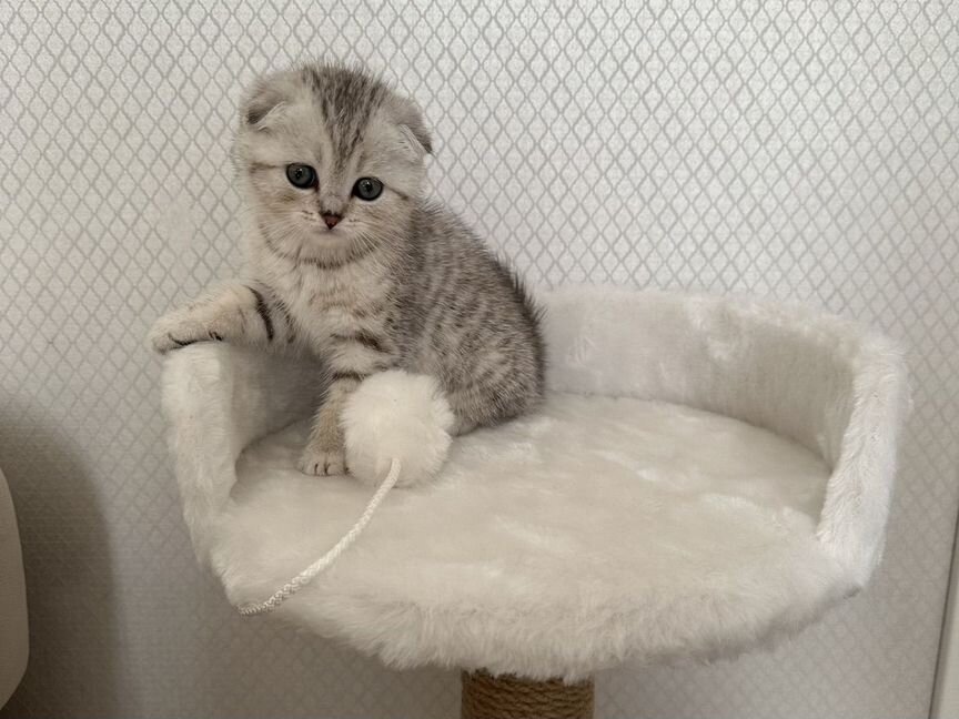 Шотландская серебристая шиншилла