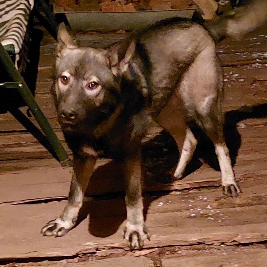 Щенок в добрые руки