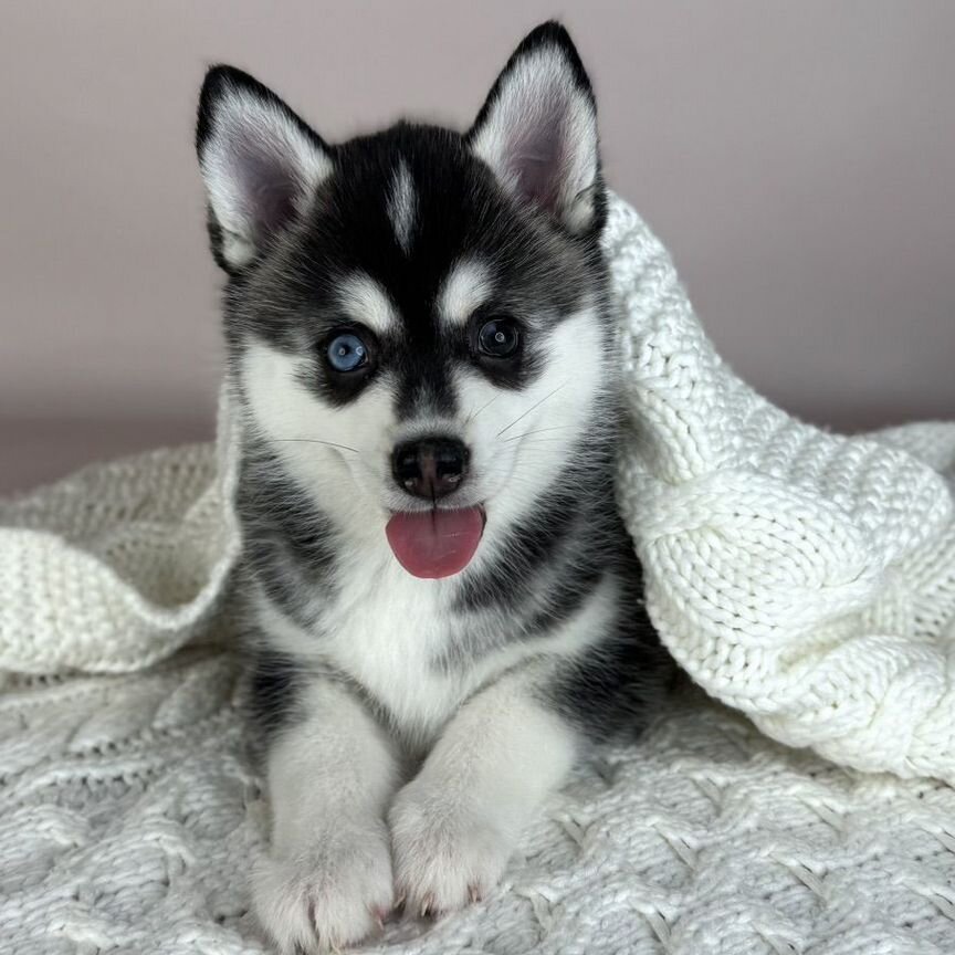 Помски, щенок