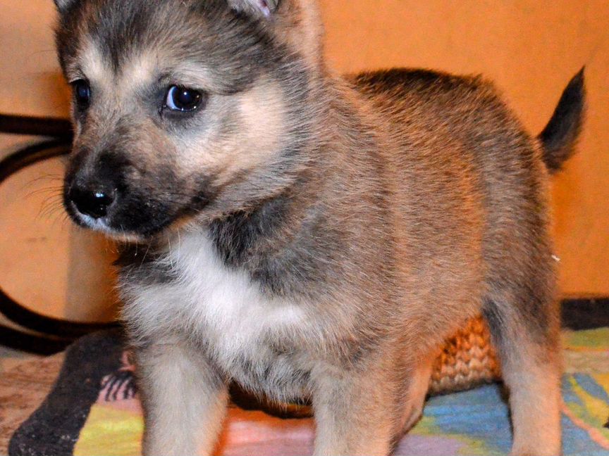 Щенок девочка