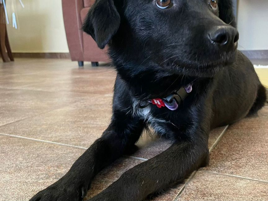 Собака в добрые руки