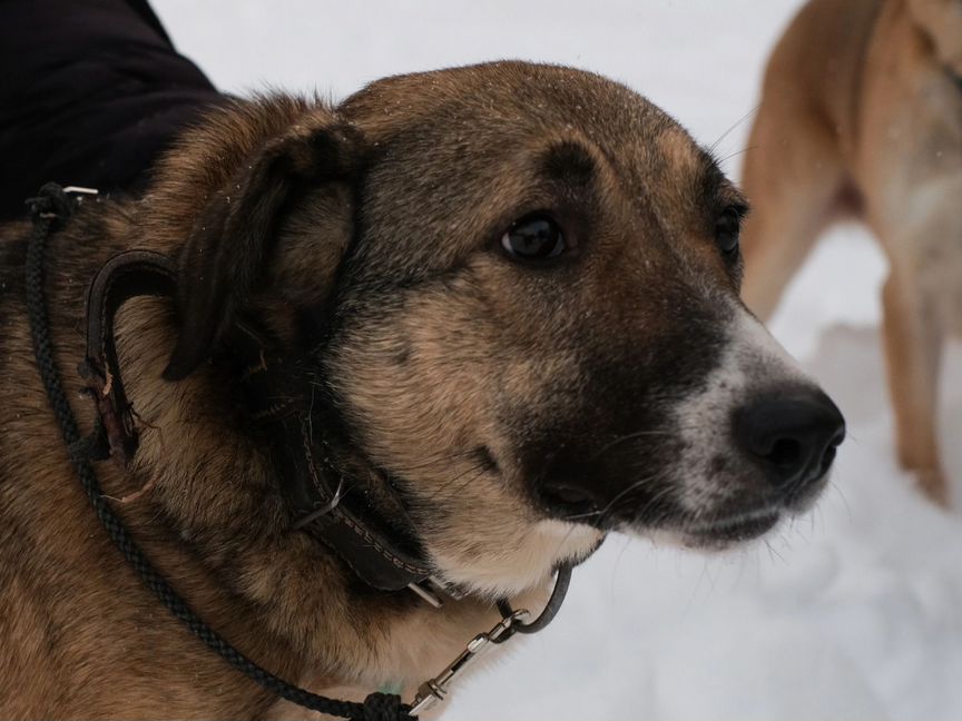 Робкая Теффи из приюта в добрые руки