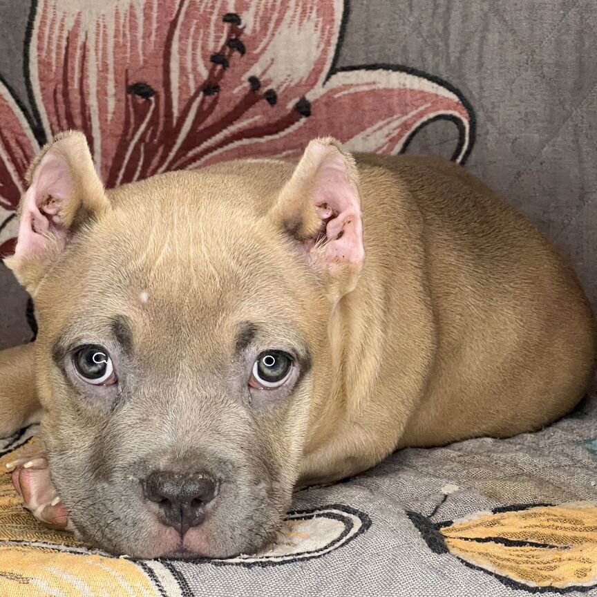 Американский булли, щенок