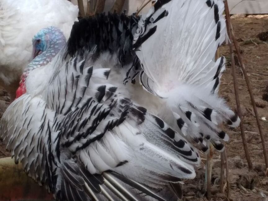 Индюшата Королевская пальмовая и ия