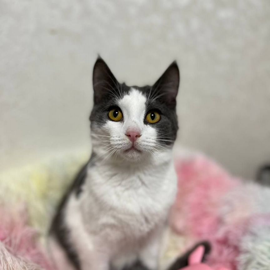 Милый котенок, 8 мес. ищет дом