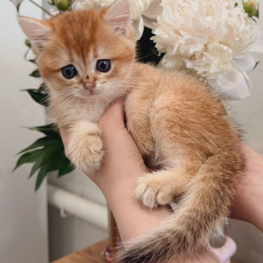 Шотландский прямоухий короткошёрстный котёнок