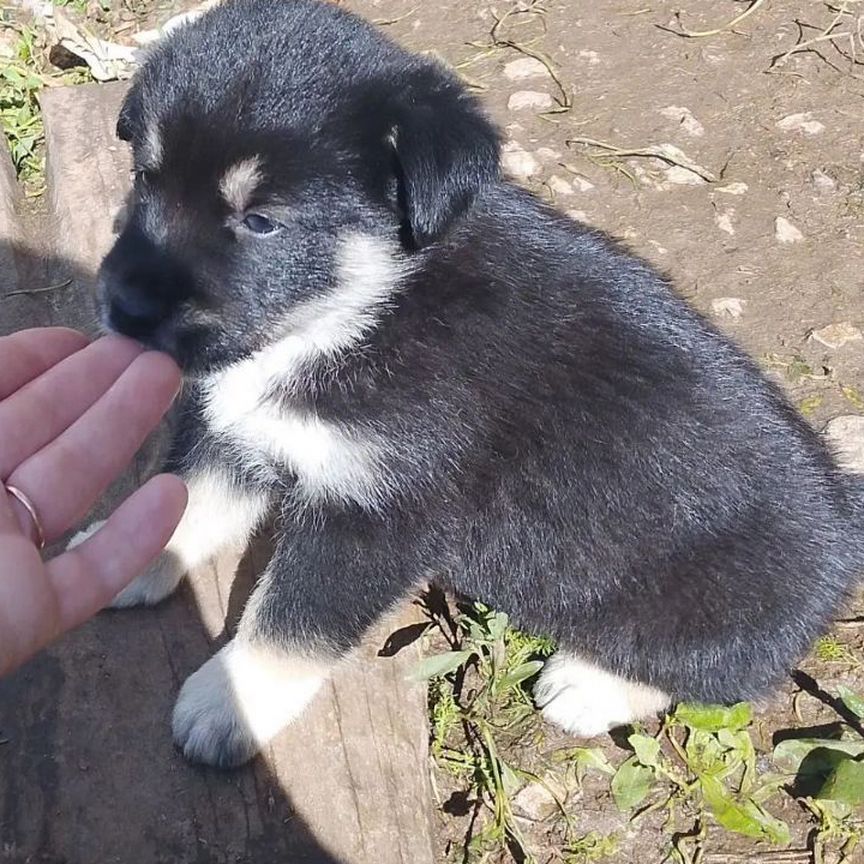Щенок в добрые руки