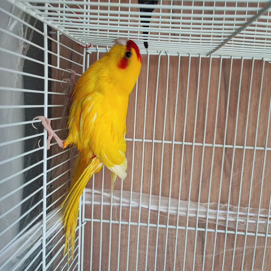 Попугай какарик